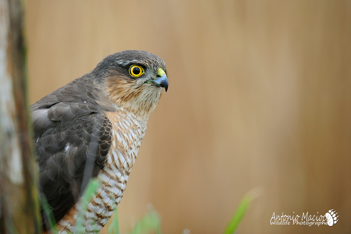 Rapaci - Antonio macioce fotografia naturalistica wildlife photographer