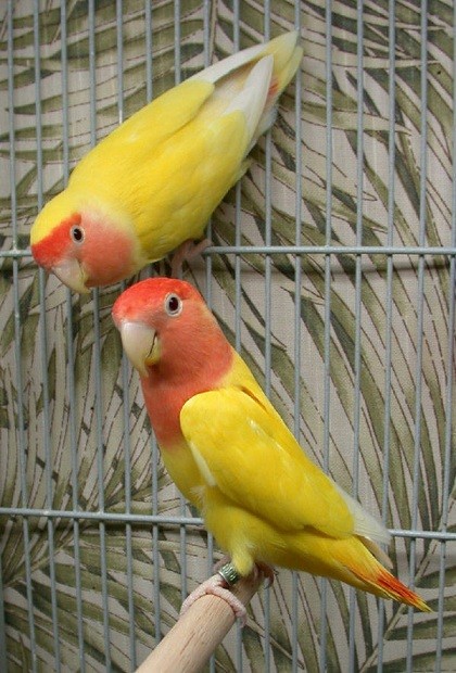 MUTAZIONI ROSEICOLLIS - davideinseparabilis jimdo page!