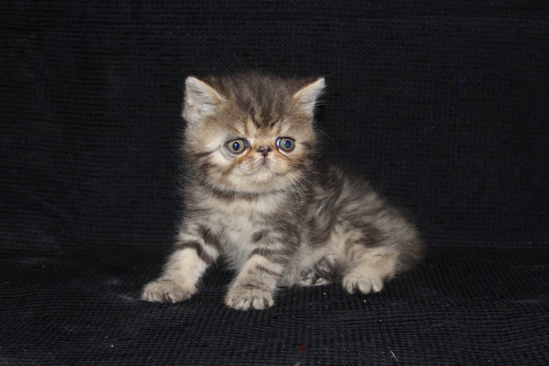 GATITOS PERSAS Y EXOTICOS---------- - PERSAS EXOTICOS HIMALAYOS ...