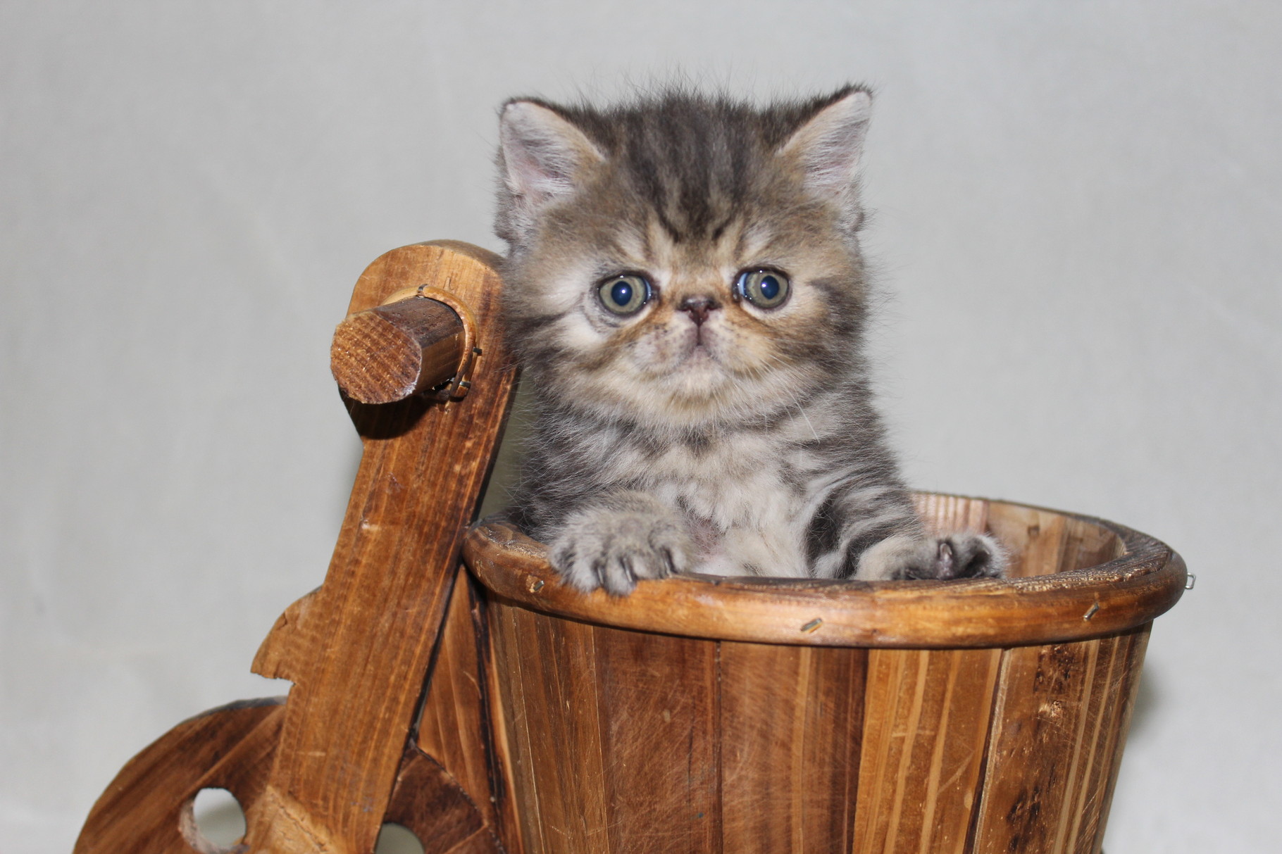 GATITOS PERSAS Y EXOTICOS---------- - PERSAS EXOTICOS HIMALAYOS ...