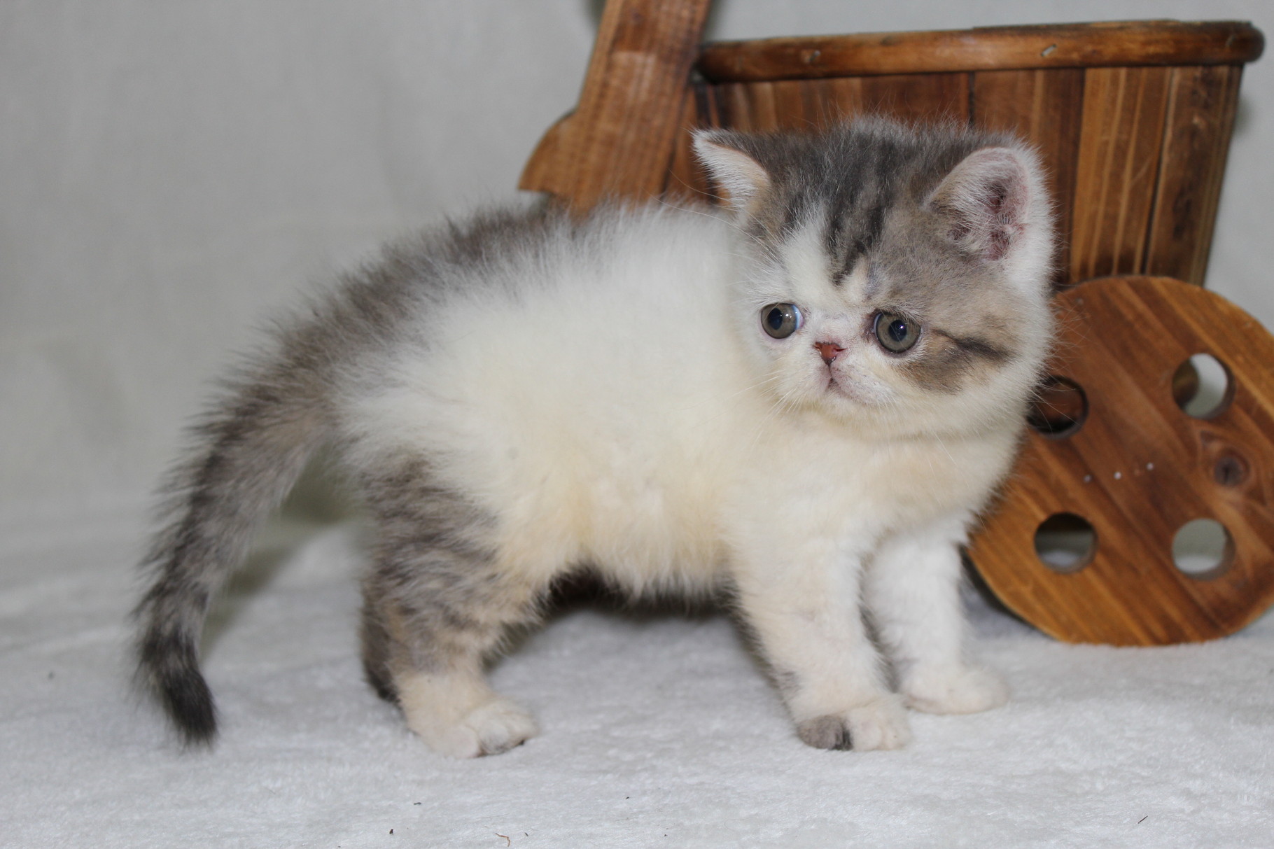 GATITOS PERSAS Y EXOTICOS---------- - PERSAS EXOTICOS HIMALAYOS ...