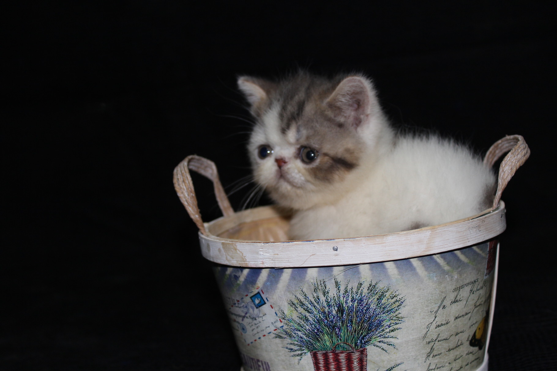 GATITOS PERSAS Y EXOTICOS---------- - PERSAS EXOTICOS HIMALAYOS ...