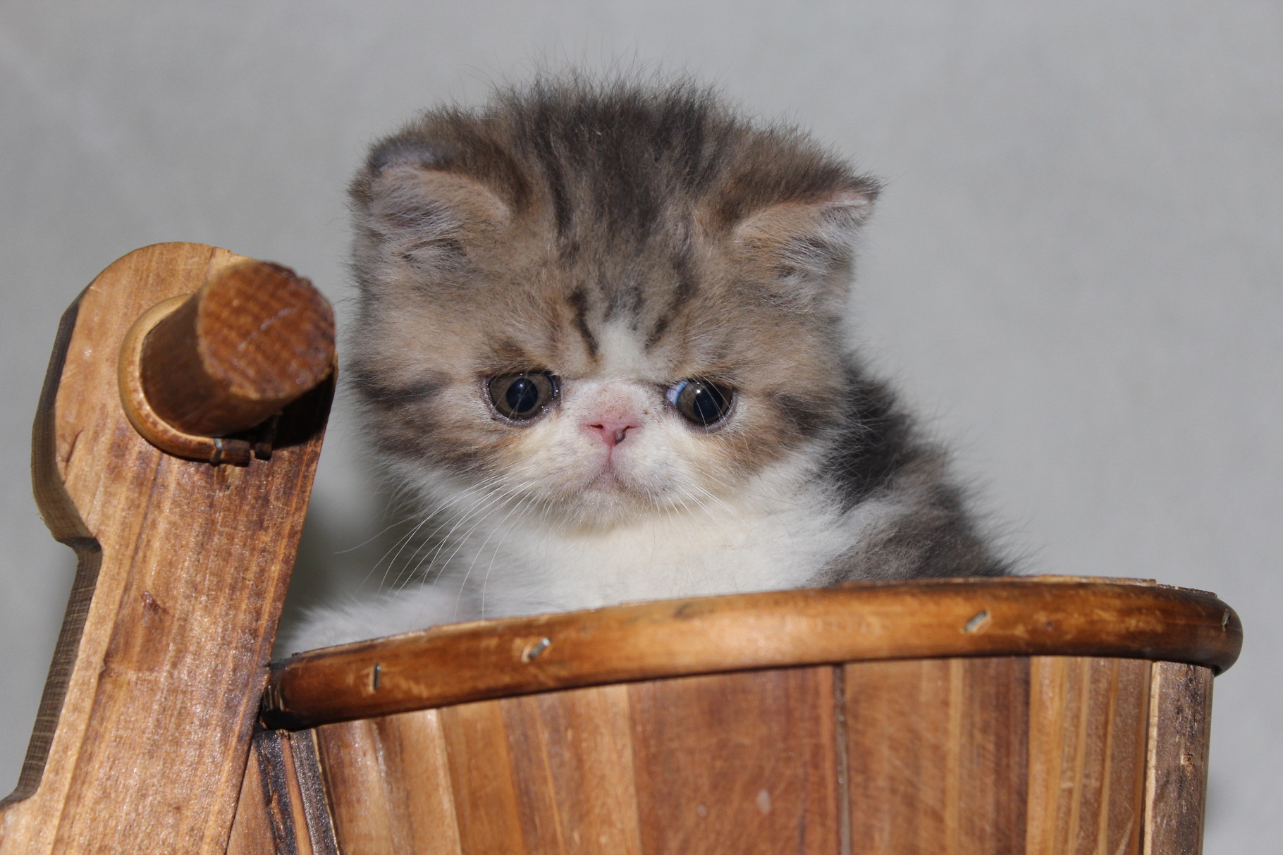 GATITOS PERSAS Y EXOTICOS---------- - PERSAS EXOTICOS HIMALAYOS ...