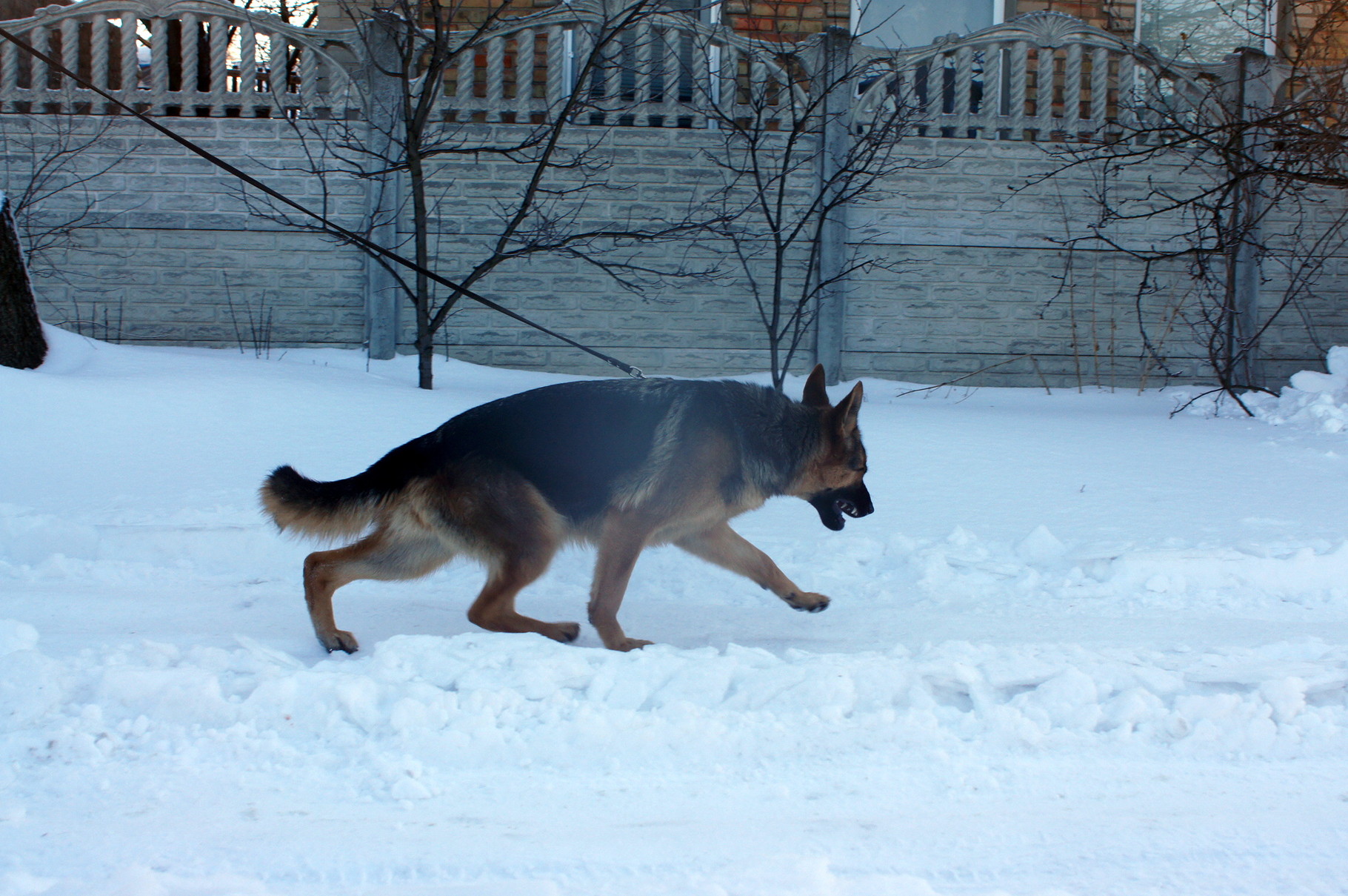 TIARA FON FYURER - Питомник чёрной немецкой овчарки.г.Запорожье ...