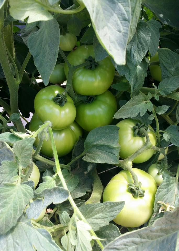 Our Premium Round, Roma + Snacking Tomatoes - Smoky Mountain Family Farms