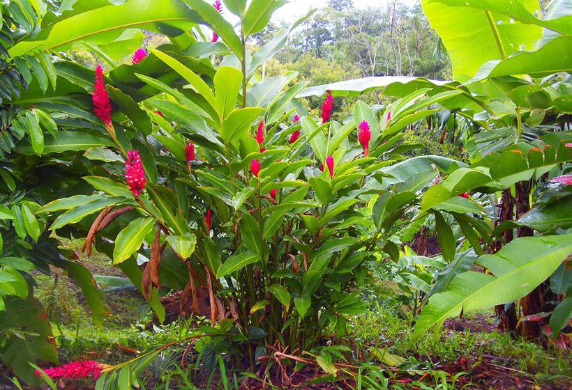 Descriptores CINDEA - Página web de asesoriainglessancarlos