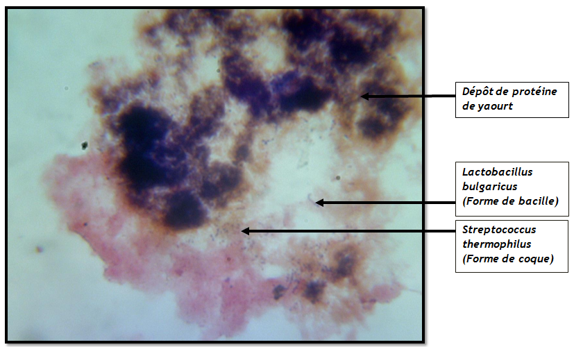 Coloration de Gram - Site de tpe-produits-laitiers