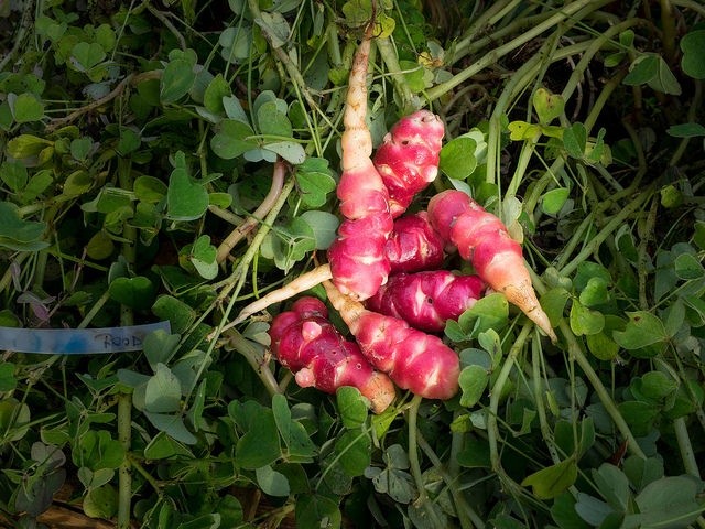 Oca varieties - oca-inspiration Oxalis tuberosa information