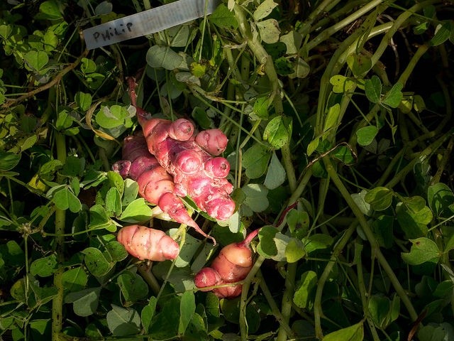 Oca varieties - oca-inspiration Oxalis tuberosa information