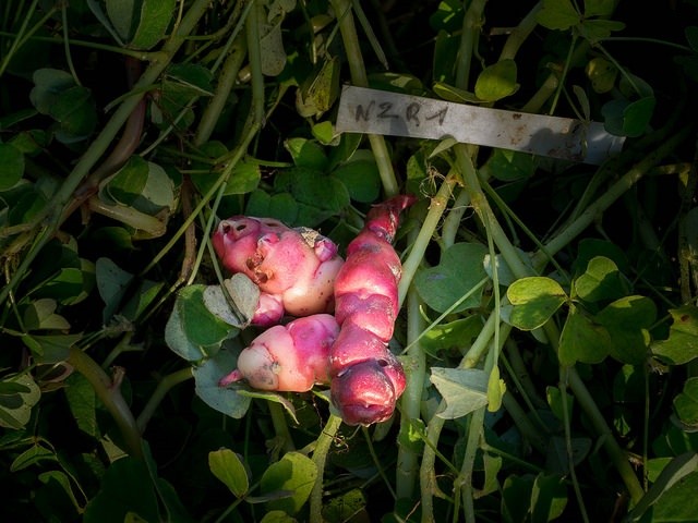 Oca varieties - oca-inspiration Oxalis tuberosa information