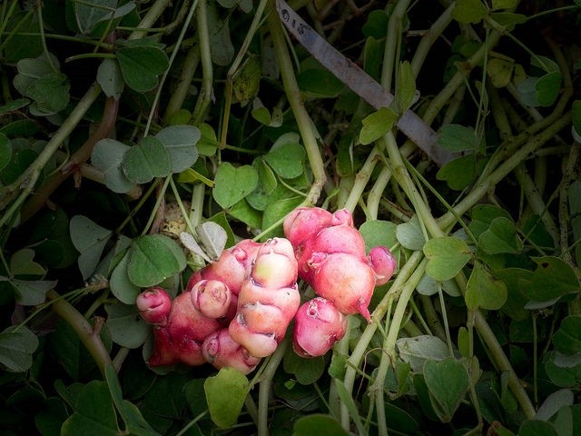 Oca varieties - oca-inspiration Oxalis tuberosa information