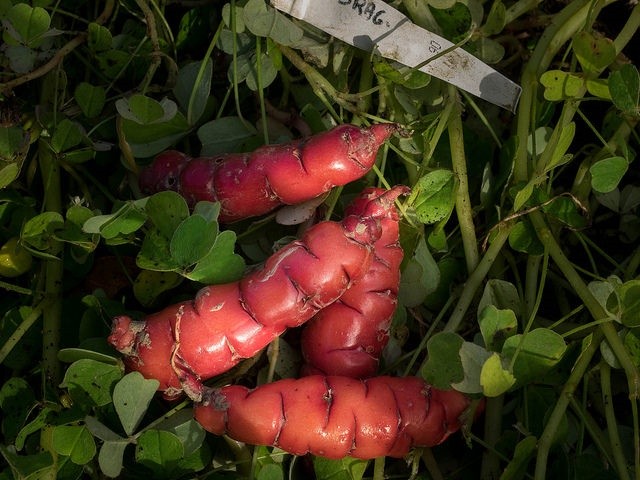Oca varieties - oca-inspiration Oxalis tuberosa information