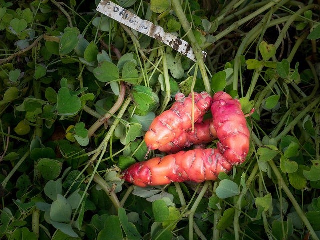 Oca varieties - oca-inspiration Oxalis tuberosa information
