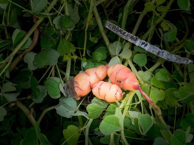 Oca varieties - oca-inspiration Oxalis tuberosa information
