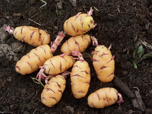 Oca varieties - oca-inspiration Oxalis tuberosa information