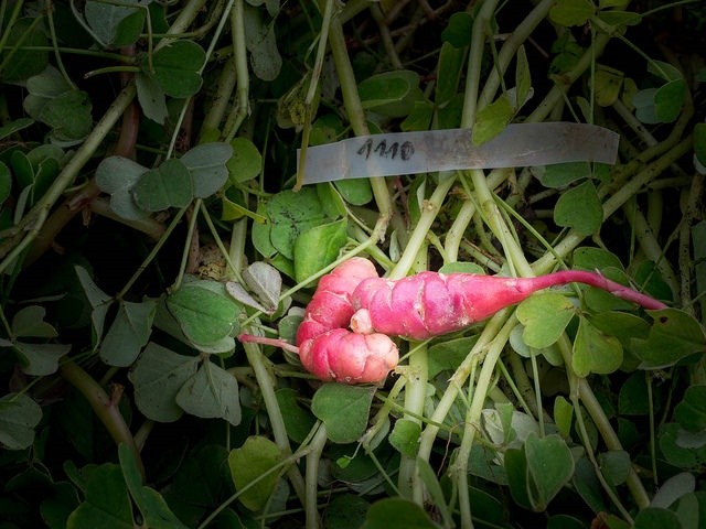 Oca varieties - oca-inspiration Oxalis tuberosa information