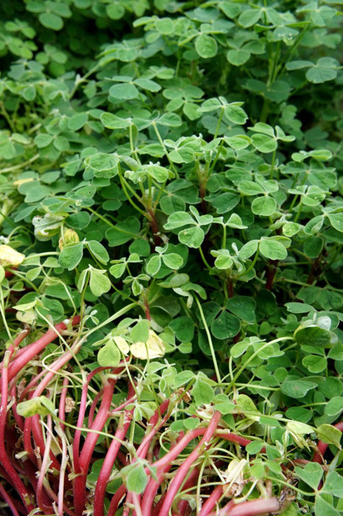 Oca plants during growing season - oca-inspiration Oxalis tuberosa ...