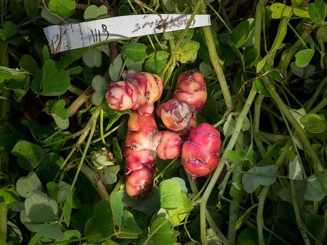 Oca varieties - oca-inspiration Oxalis tuberosa information