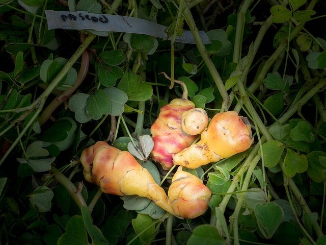 Oca varieties - oca-inspiration Oxalis tuberosa information
