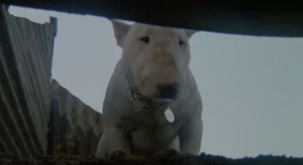 BAXTER - Horror-ScaryWeb.com