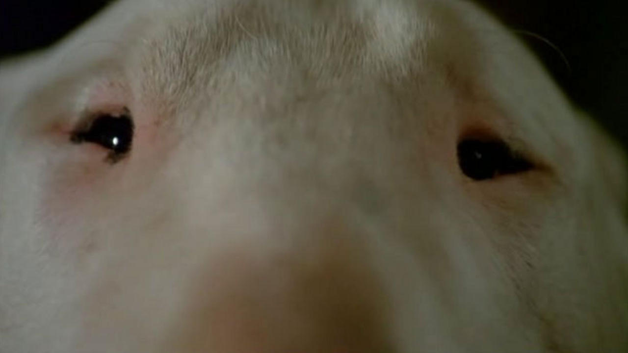 BAXTER - Horror-ScaryWeb.com