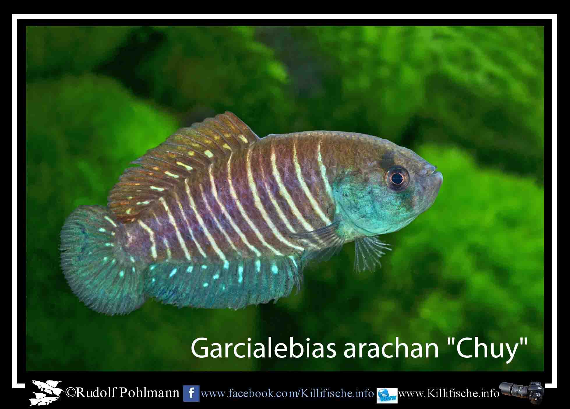 Austrolebias - Killifische Info