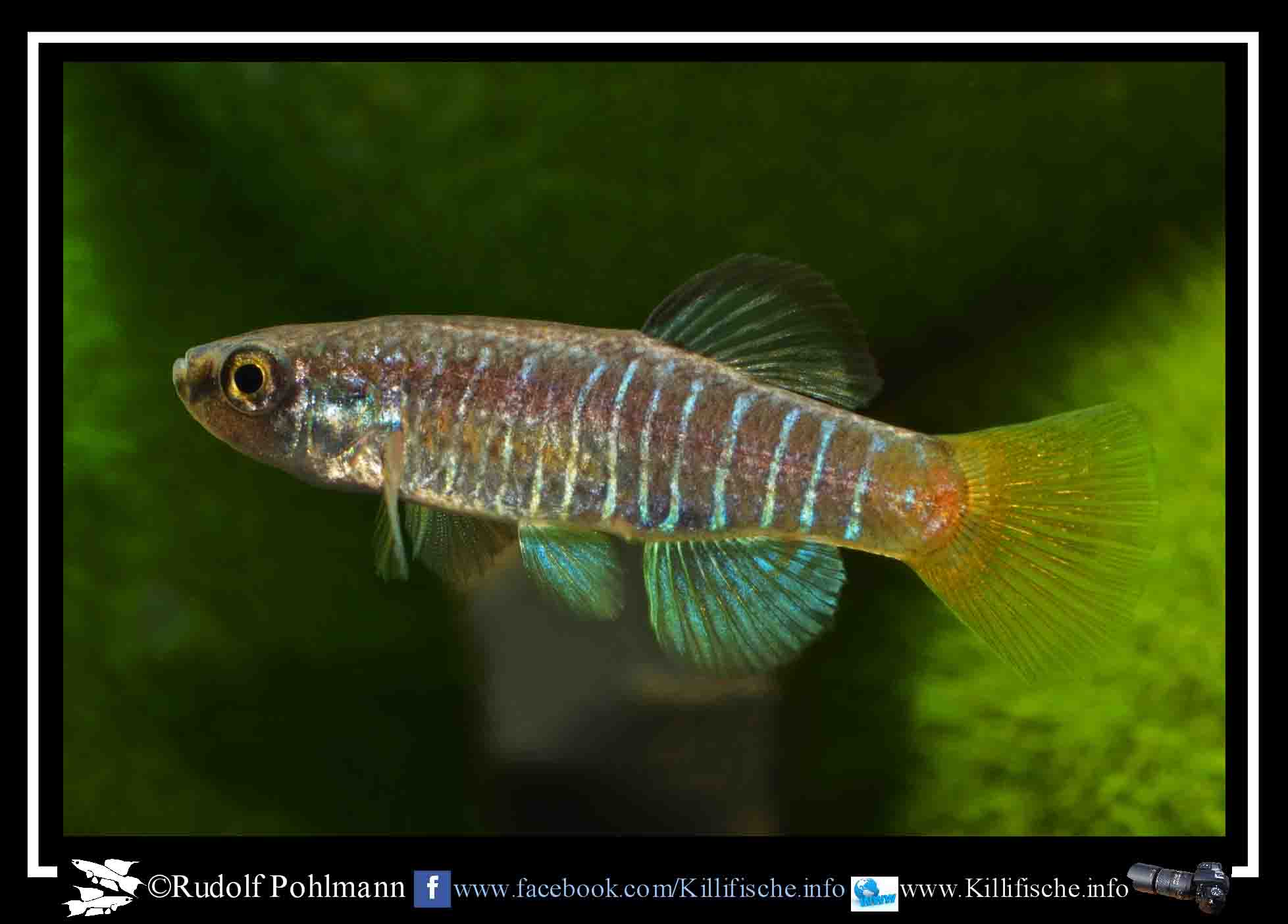 Aphanius - Killifische Info