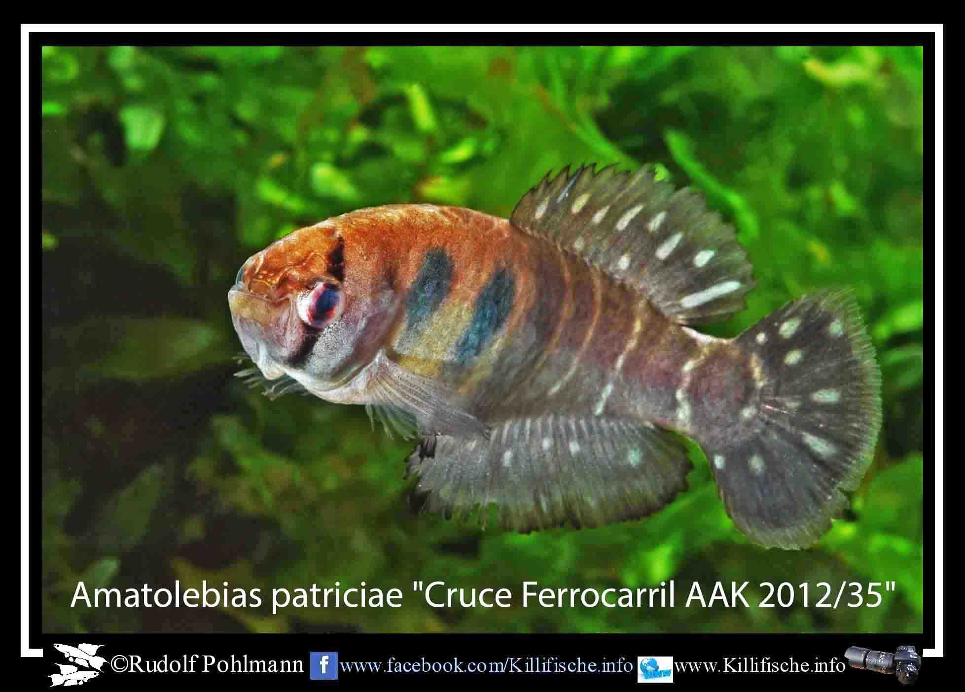 Austrolebias - Killifische Info