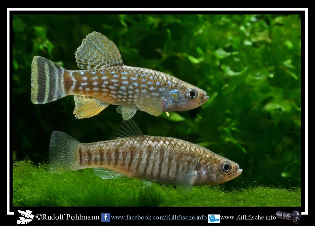 Aphaniops - Killifische Info