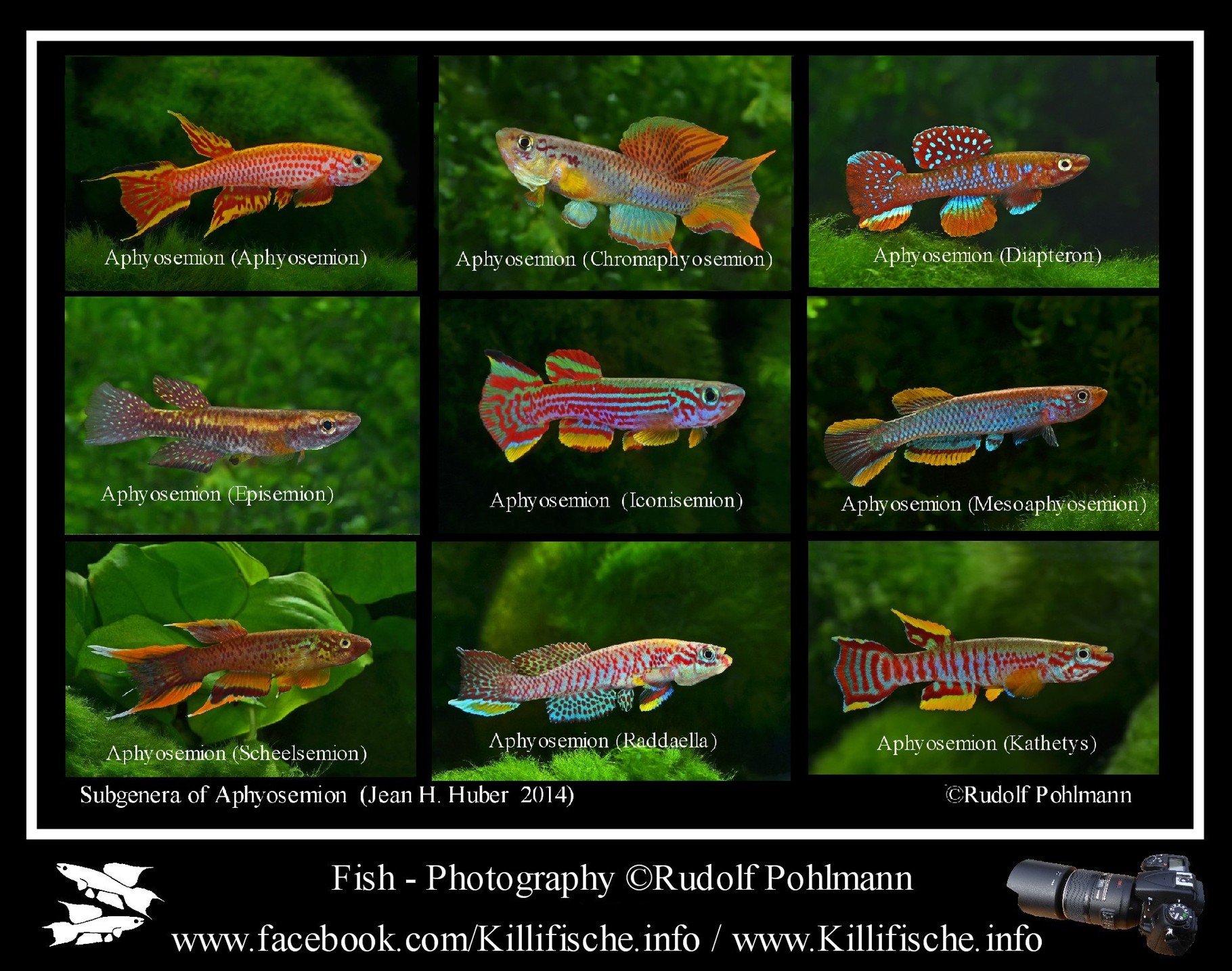 Aphyosemion-group - Killifische Info
