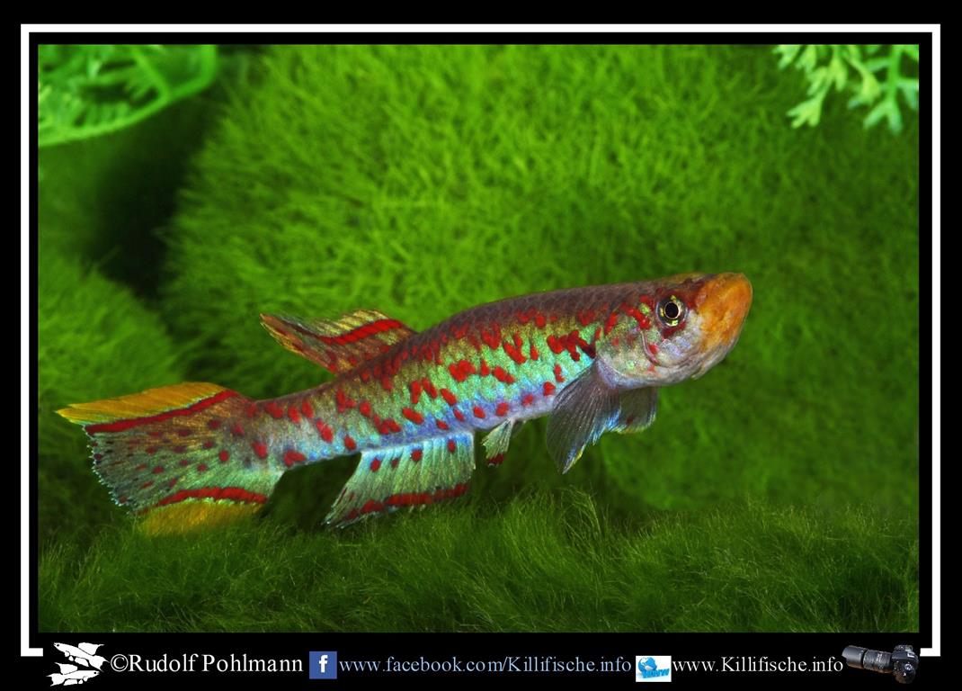 Scriptaphyosemion - Killifische Info