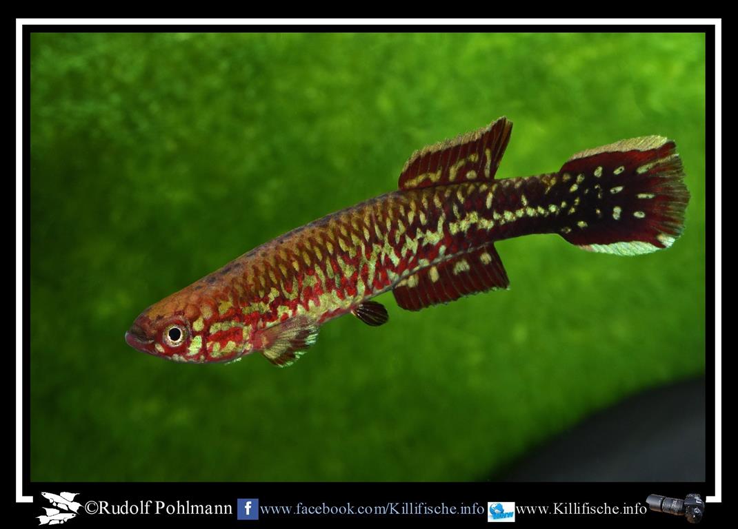 Scriptaphyosemion - Killifische Info