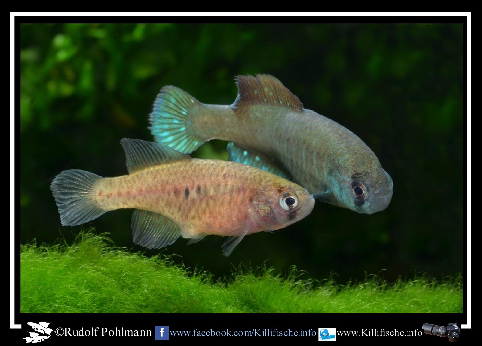 Austrolebias - Killifische Info