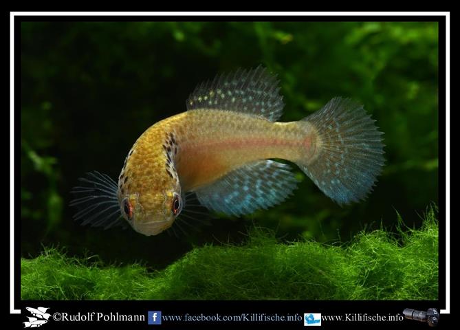 Cynolebias - Killifische Info