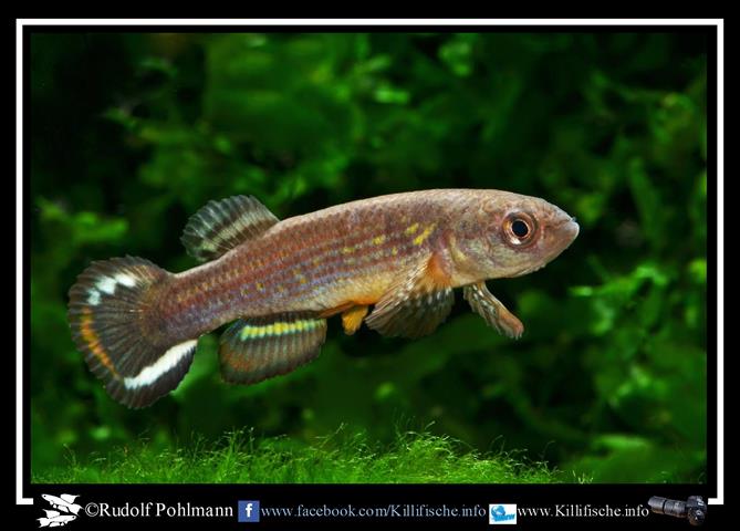 Neofundulus - Killifische Info