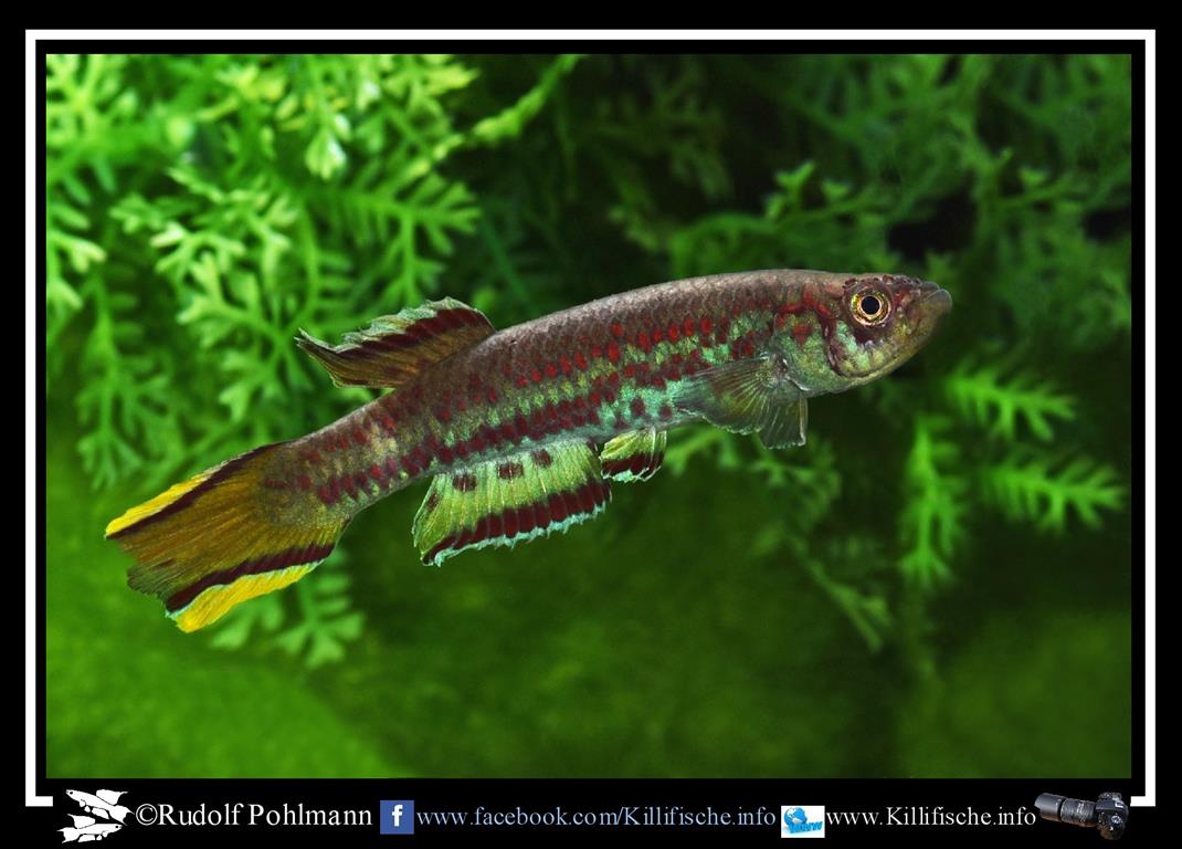 Scriptaphyosemion - Killifische Info