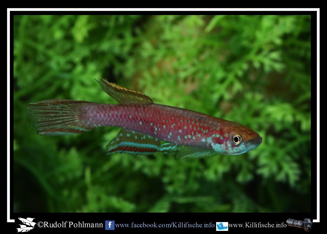Scriptaphyosemion - Killifische Info