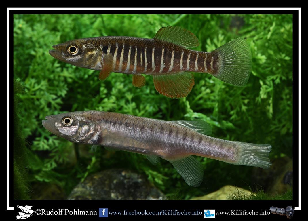 Fundulus - Killifische Info