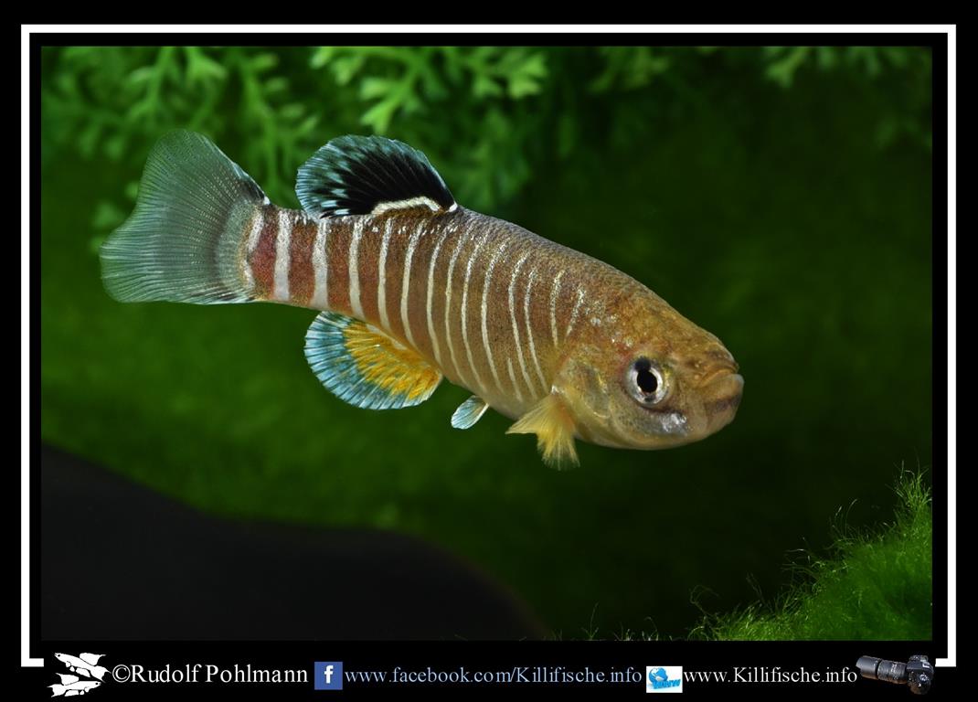 Esmaeilius - Killifische Info