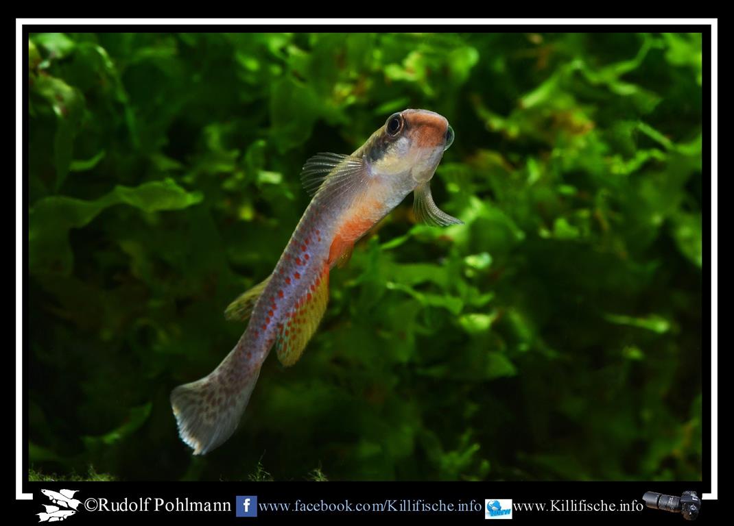 Cynodonichthys - Killifische Info