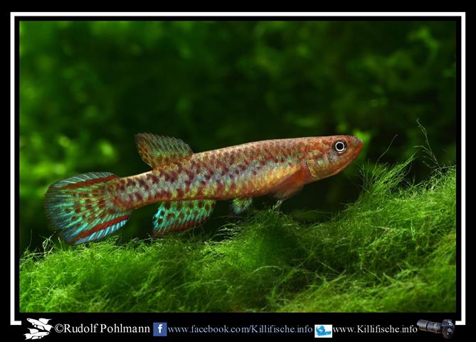 Scriptaphyosemion - Killifische Info