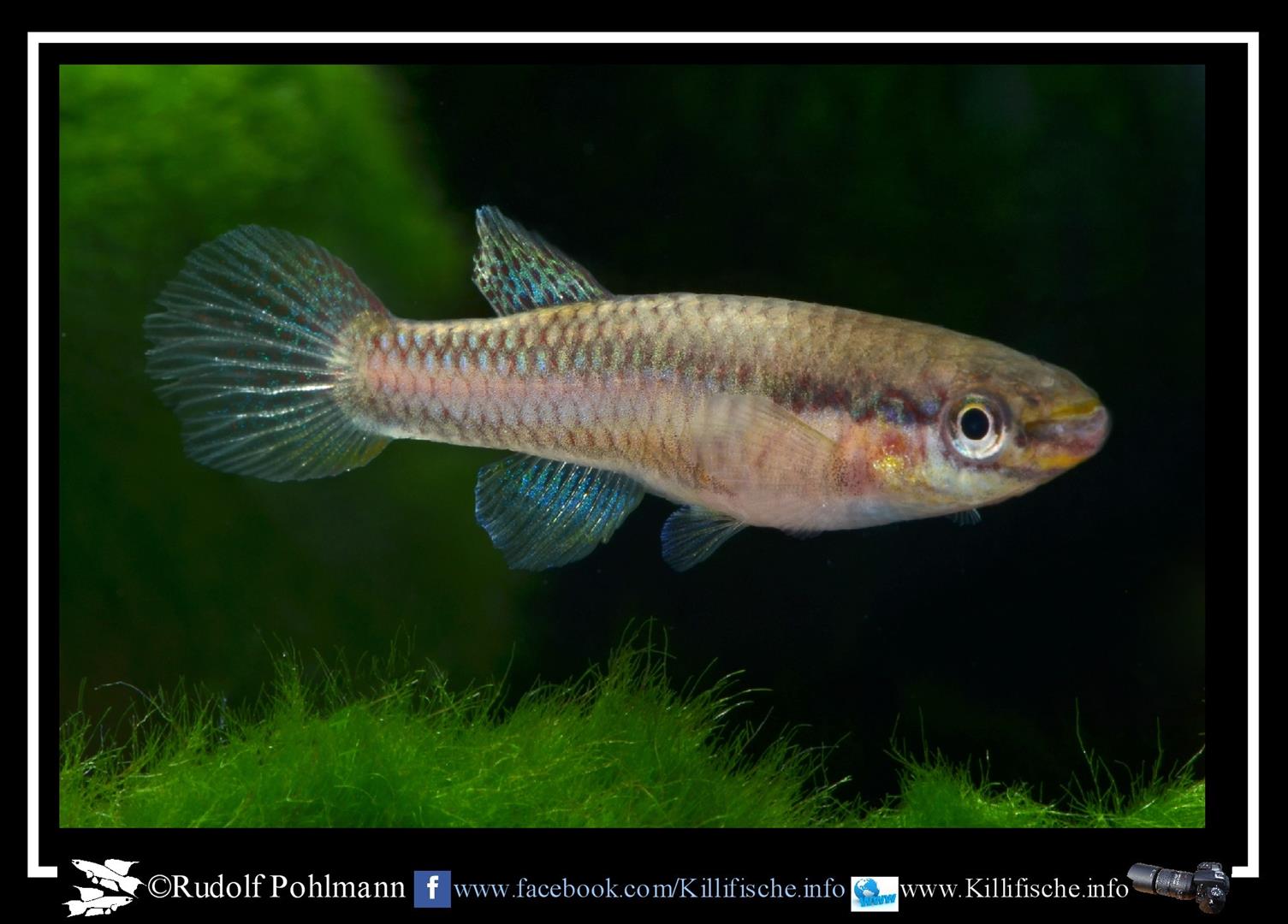 volcanum - Killifische Info