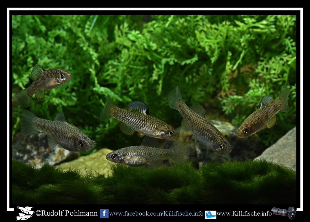Lucania - Killifische Info