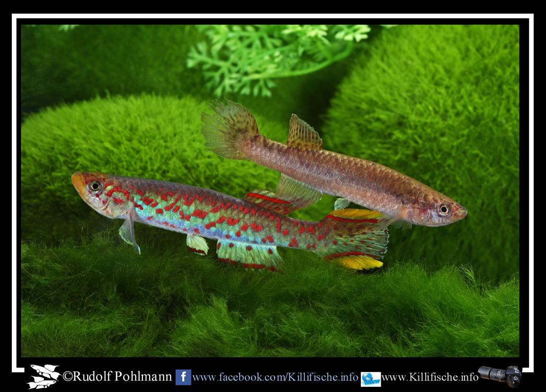 Scriptaphyosemion - Killifische Info