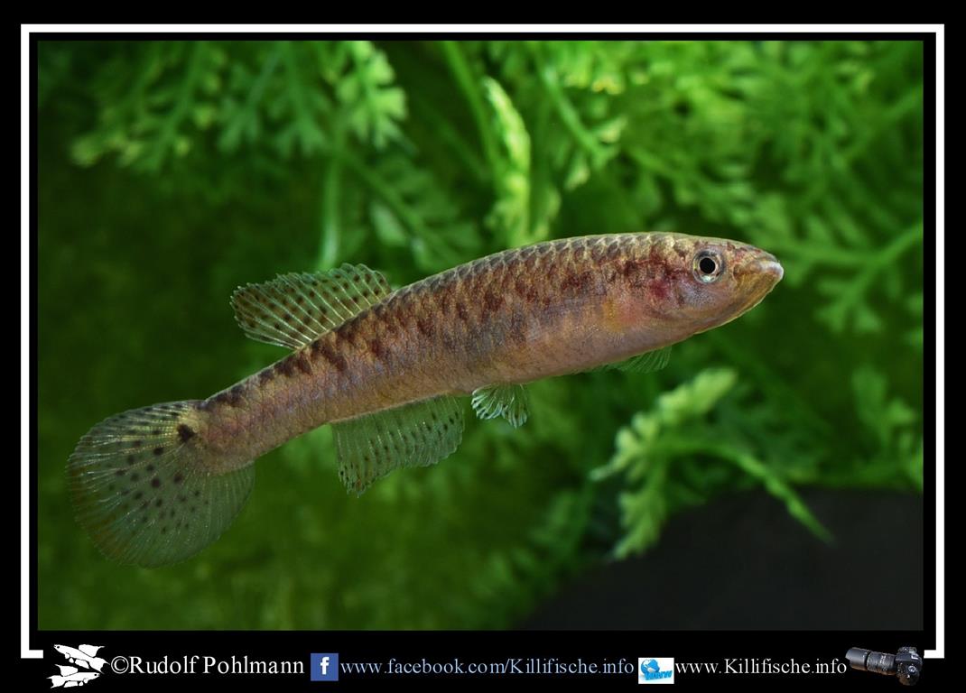 Scriptaphyosemion - Killifische Info