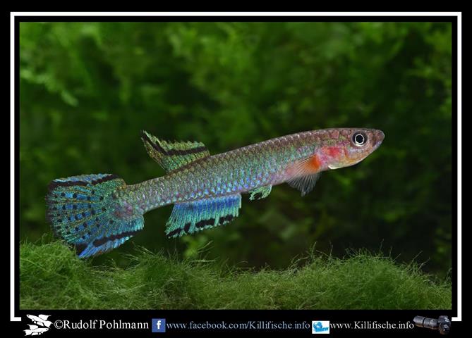 Scriptaphyosemion - Killifische Info