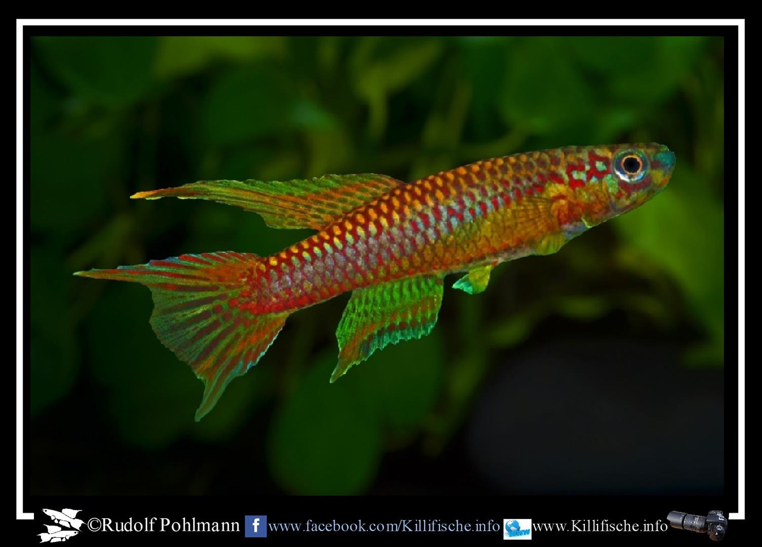 volcanum - Killifische Info