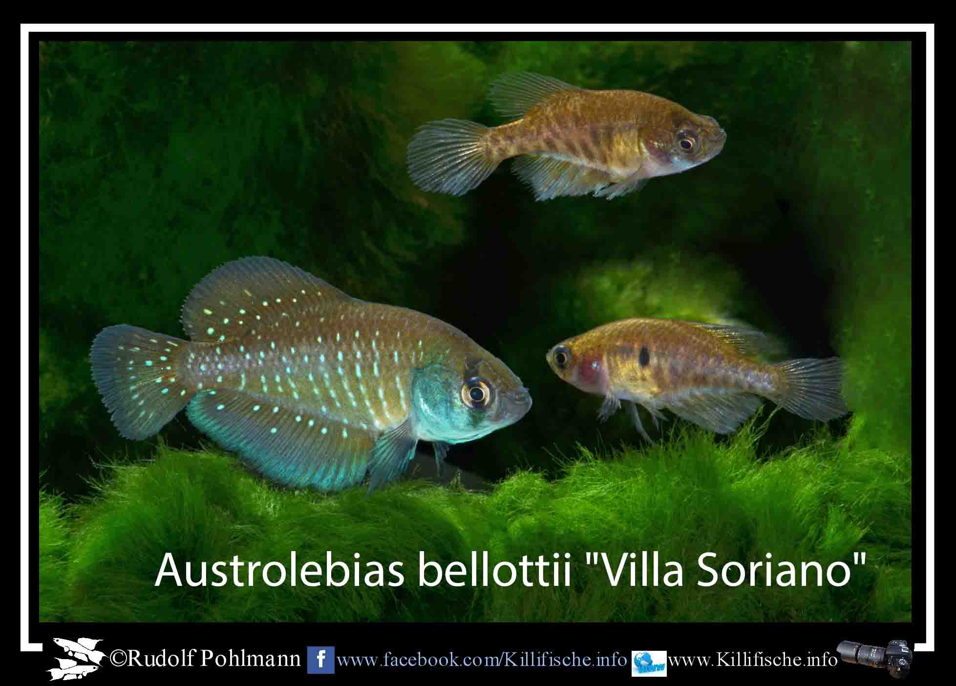 Austrolebias - Killifische Info