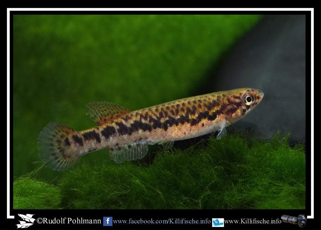 Scriptaphyosemion - Killifische Info