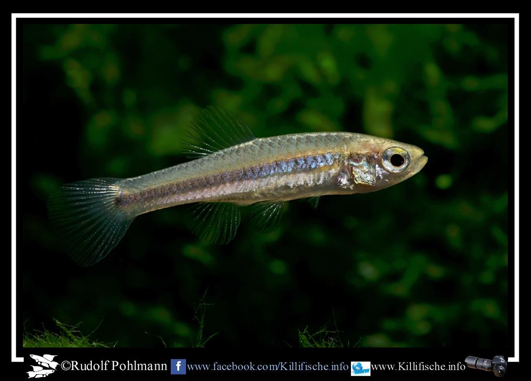 Lucania - Killifische Info